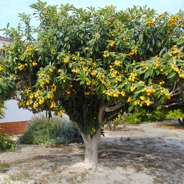 How to Plant and Grow the Loquat Tree